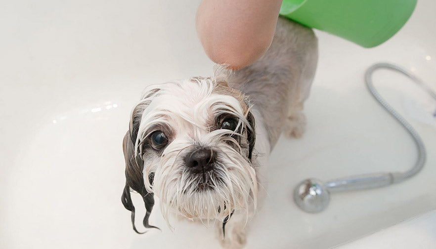 Itchy Dog Shampoo + 10 Dog Bath Tips! – Natural Dog Company