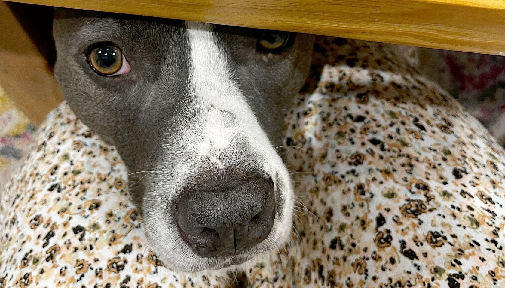 The Barking Lot – Natural Dog Company