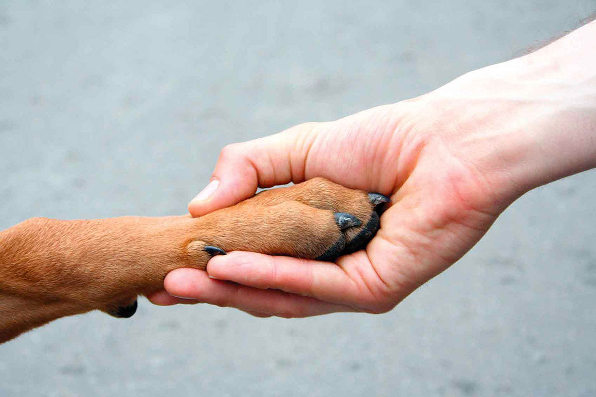 Hot Dogs and Hot Paws Summer Essentials To Protect Dog Paws – Natural ...