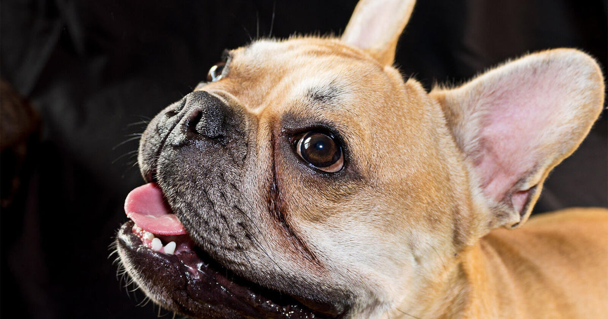 Common French Bulldog Skin Issues (and How to Help Your Frenchie Feel ...