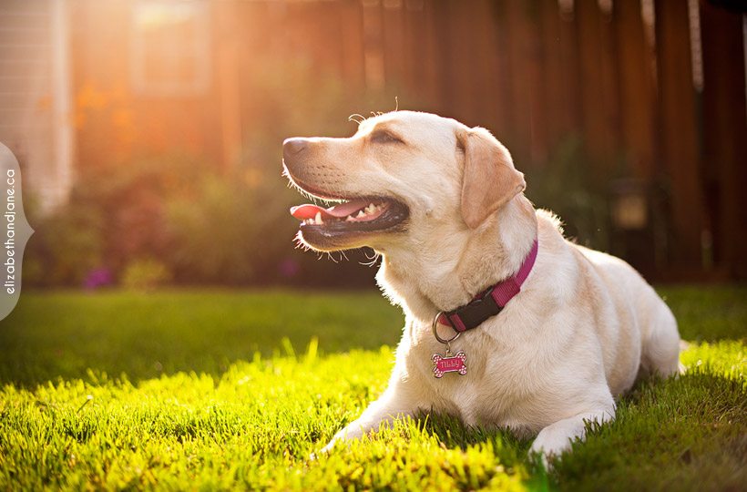 Can Your Dog's Nose Get Sunburned – Natural Dog Company