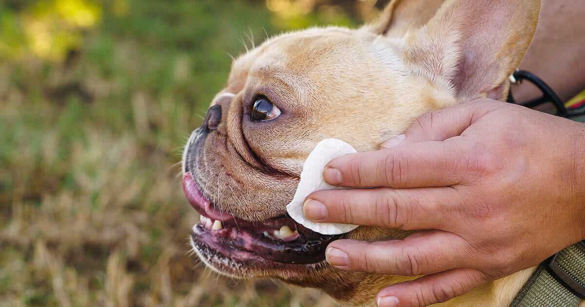 Elevate Your Dog Grooming Routine with Natural Dog Company's New Wipes