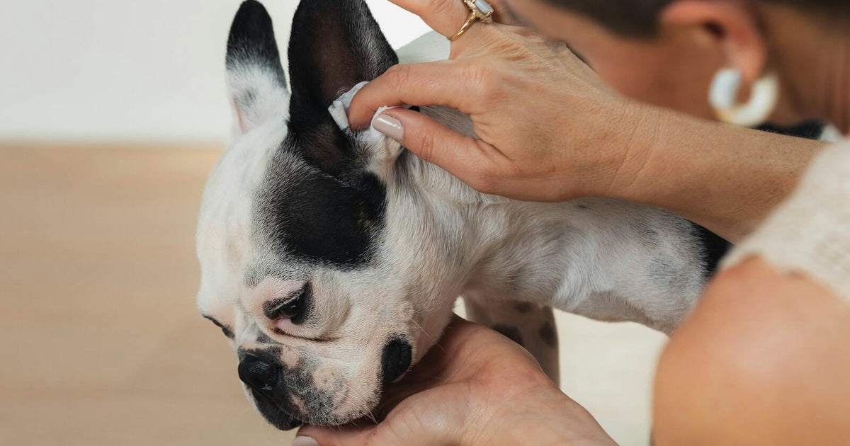 Unlocking Ear Happiness: Natural Dog Company's Guide to Pristine Puppy