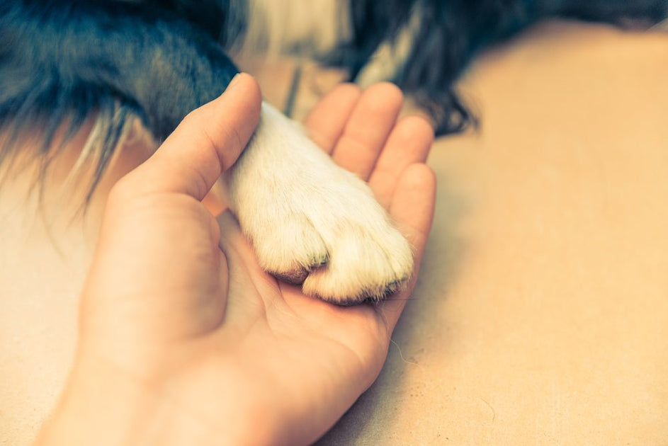 Clipping Claws, The Short Of It | Natural Dog Company