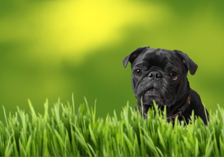 So Puging Cute! All About Pugs – Natural Dog Company
