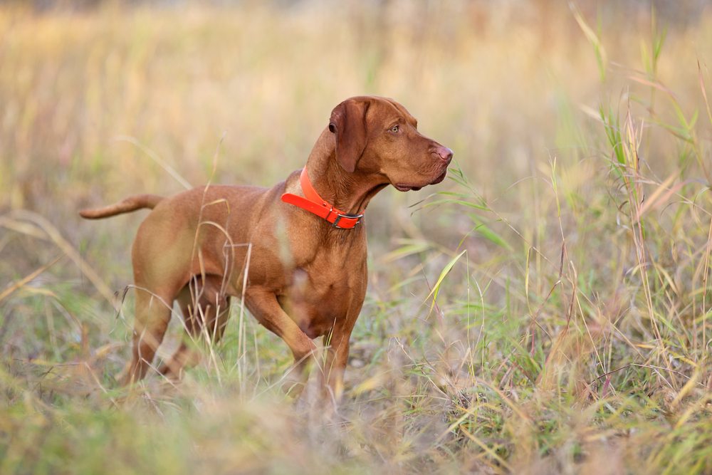 The Barking Lot – Natural Dog Company