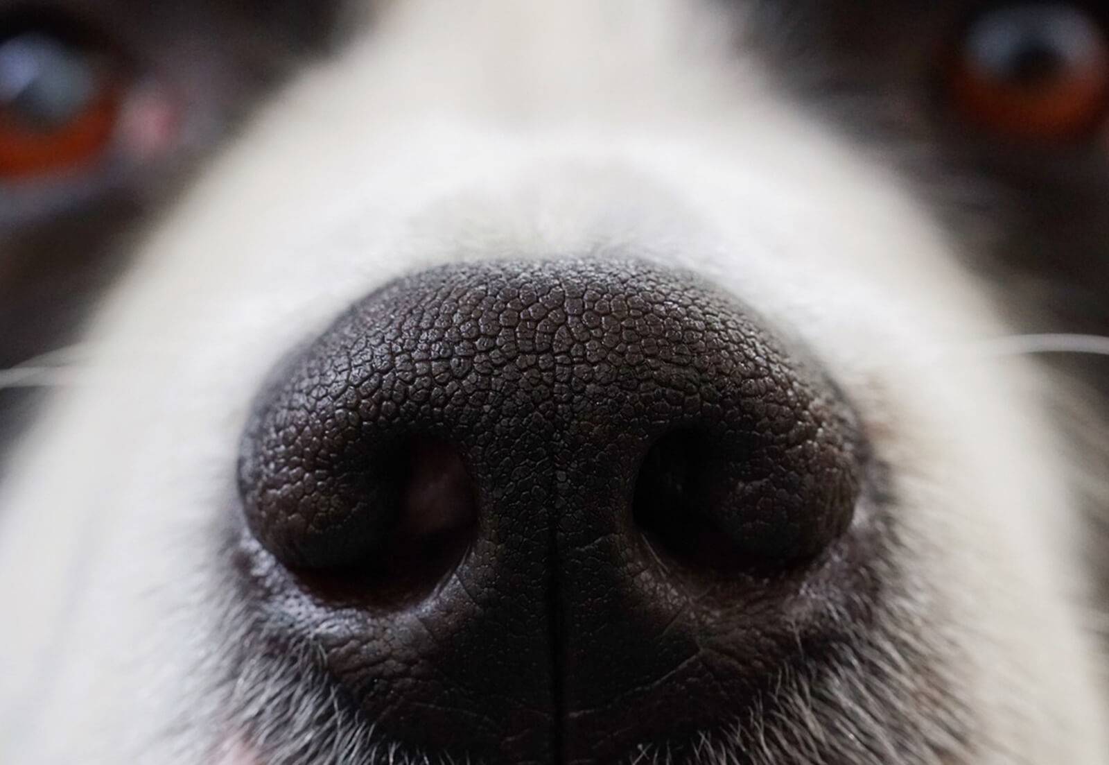 The Barking Lot – Natural Dog Company