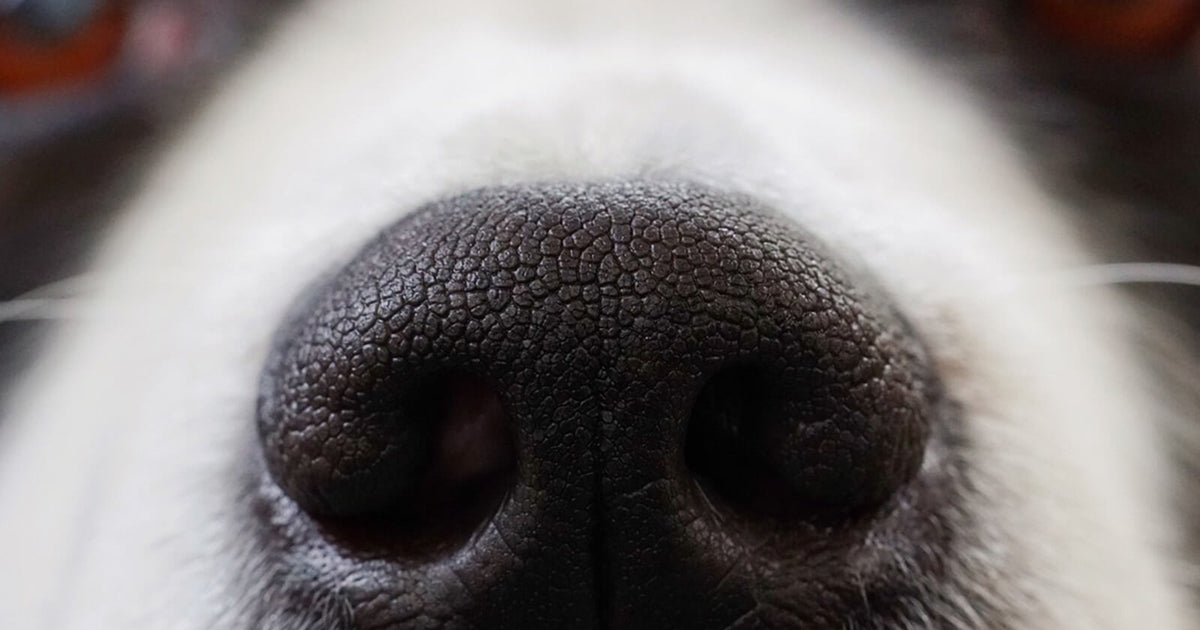 Elevate Your Dog's Nose Health with Natural Dog Company's Snout Wipes!