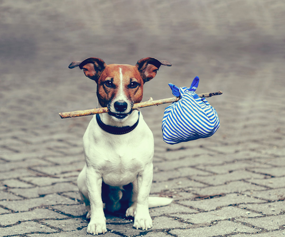 Adventure Together – Natural Dog Company