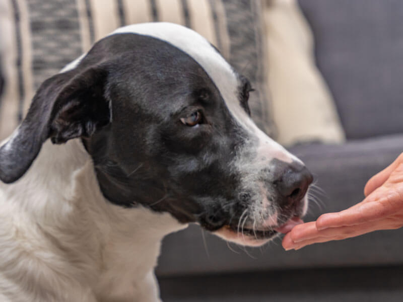 How to Identify and Treat Bug Bites on Dogs – Natural Dog Company