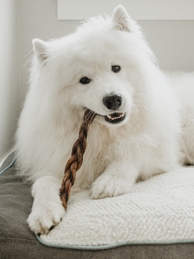 Natural Dog Company - Health & Wellness Solutions for Pups