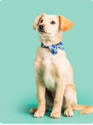 Interdigital Cysts: How to Heal a Furuncle – Natural Dog Company