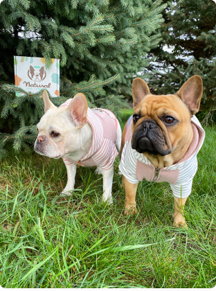 Interdigital Cysts: How to Heal a Furuncle – Natural Dog Company