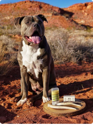 Interdigital Cysts: How to Heal a Furuncle – Natural Dog Company