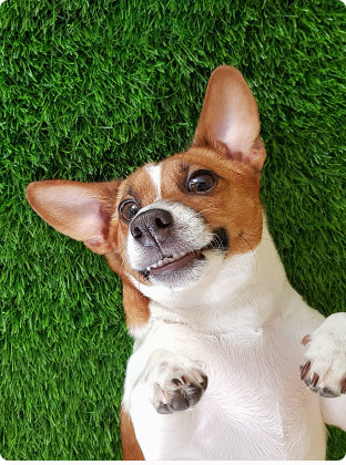 Interdigital Cysts: How to Heal a Furuncle – Natural Dog Company