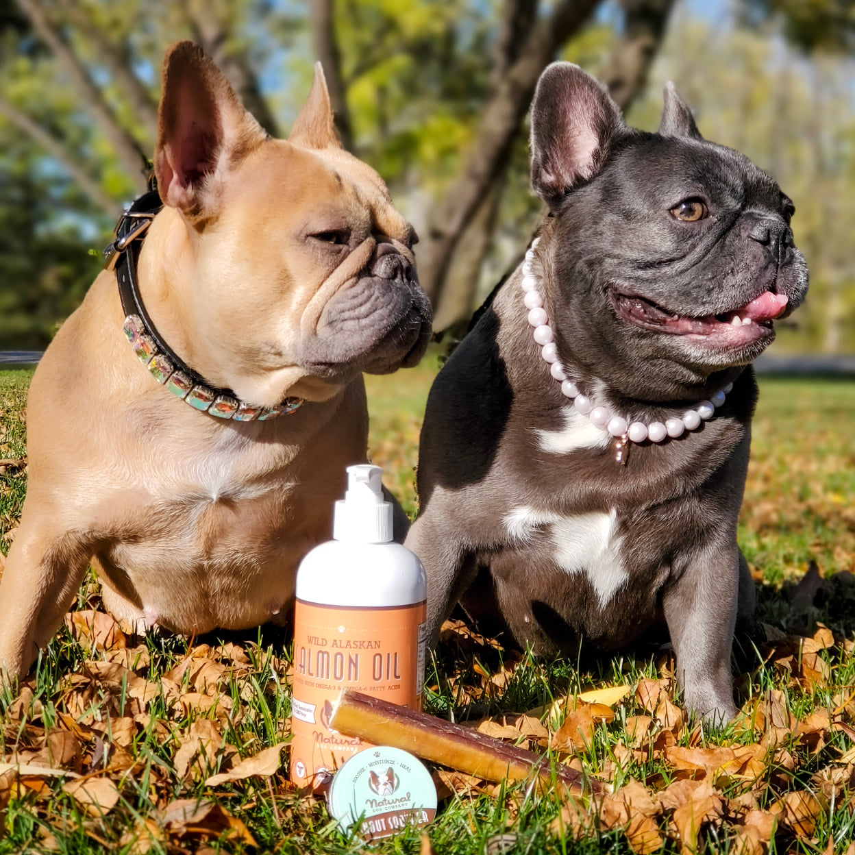About – Natural Dog Company