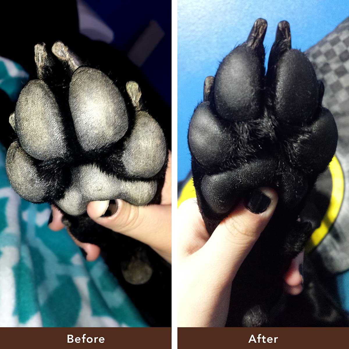 Itchy Paw Pack for Allergies and Yeasty Paws | Natural Dog Company